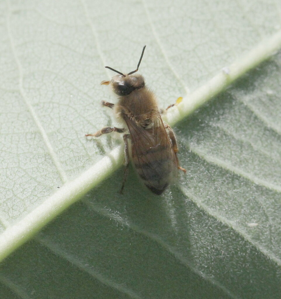 Western Honey Bee from Fredericton, NB, Canada on July 21, 2022 at 11: ...