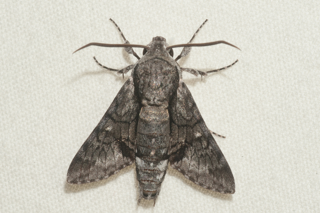 Grote's Sphinx (Moths Of GTMO) · iNaturalist