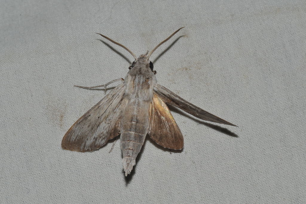 Erinnyis guttularis (Moths Of GTMO) · iNaturalist