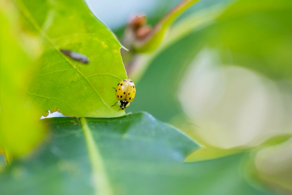 Asian Lady Beetle from 14 VT-149, West Pawlet, VT 05775, USA on July 10 ...
