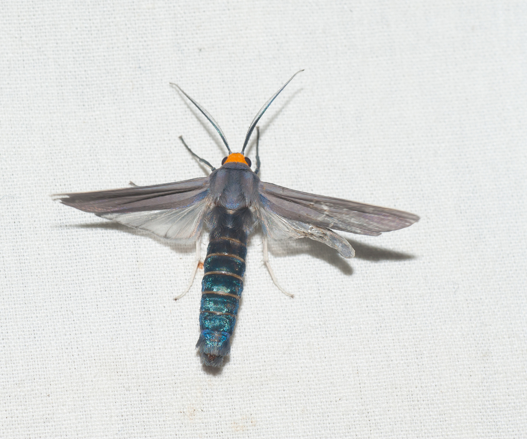 Edwards' Wasp Moth (Moths Of GTMO) · iNaturalist