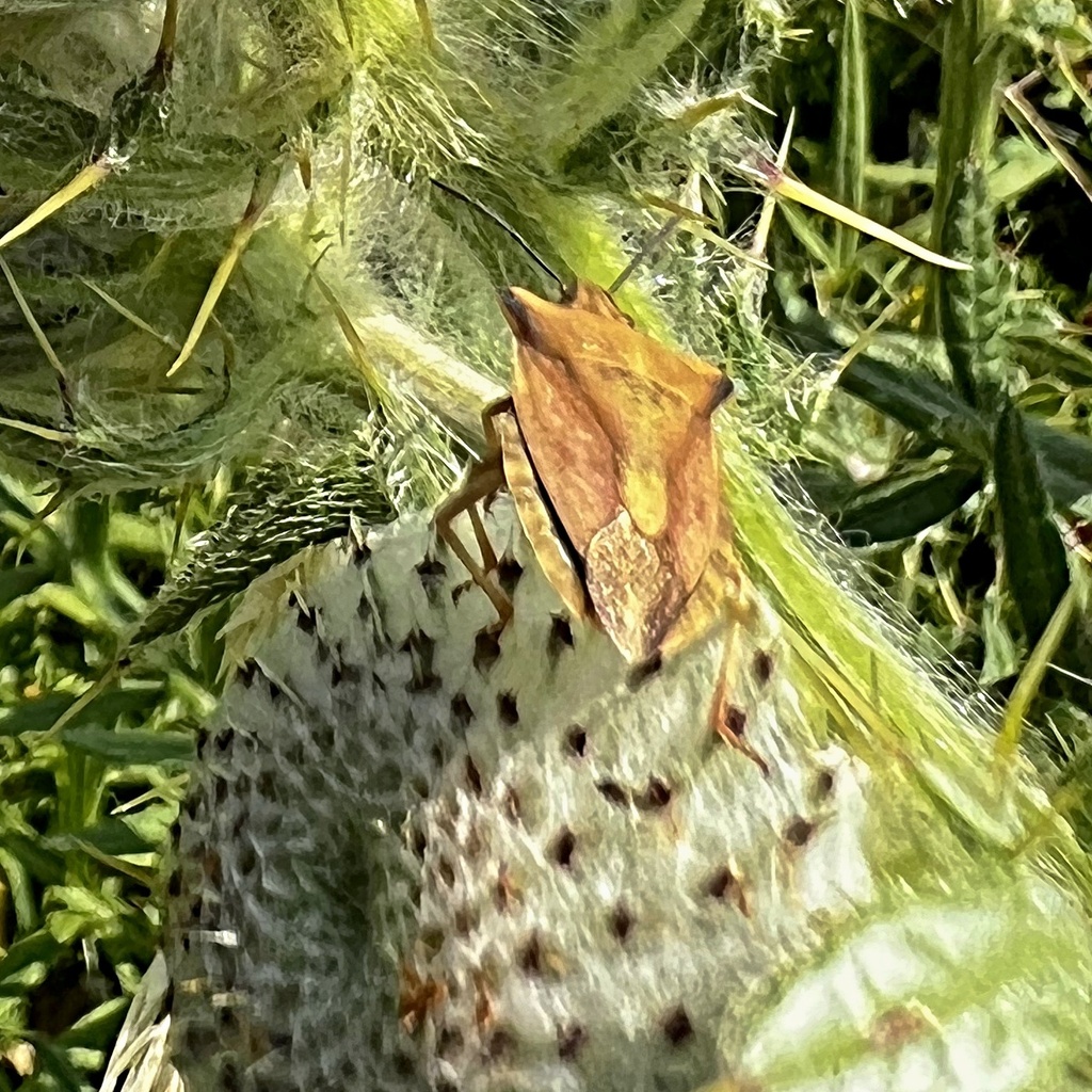 northern fruit bug from 293 01 Nepřevázka, Česko on July 22, 2022 at 04 ...