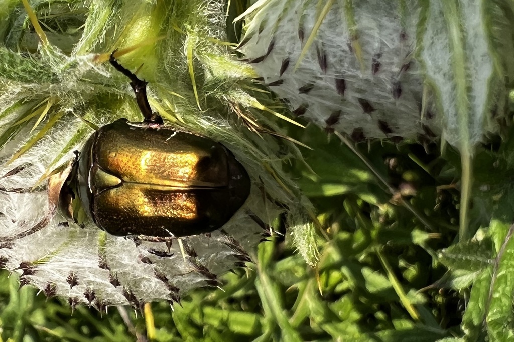 Copper Chafer from 293 01 Nepřevázka, Česko on July 22, 2022 at 04:40 ...