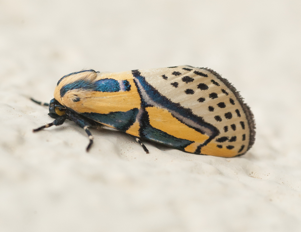 Hieroglyphic Moth (Moths Of GTMO) · iNaturalist