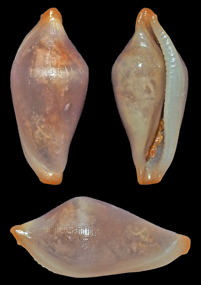 Primovula Thiele, 1925