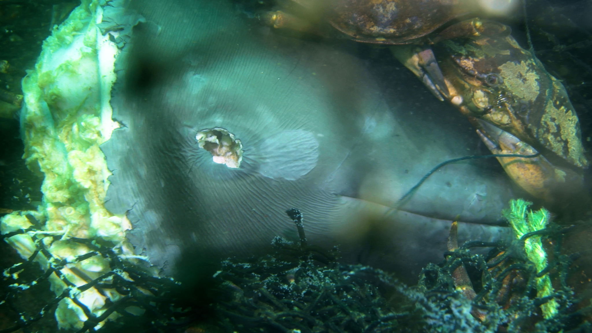 Phocoena spinipinnis Burmeister, 1865