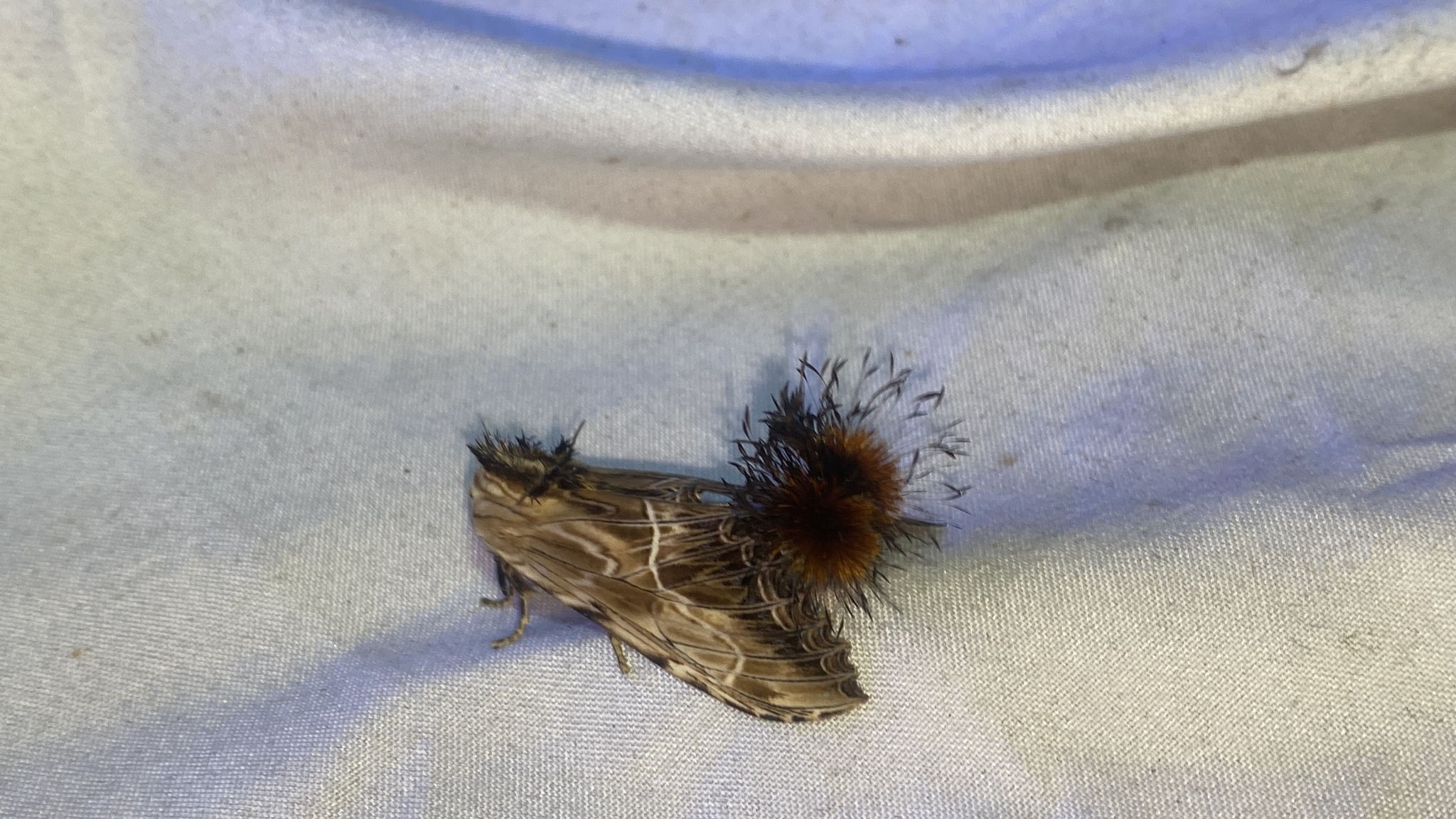 Dudusa sphingiformis Moore, 1872