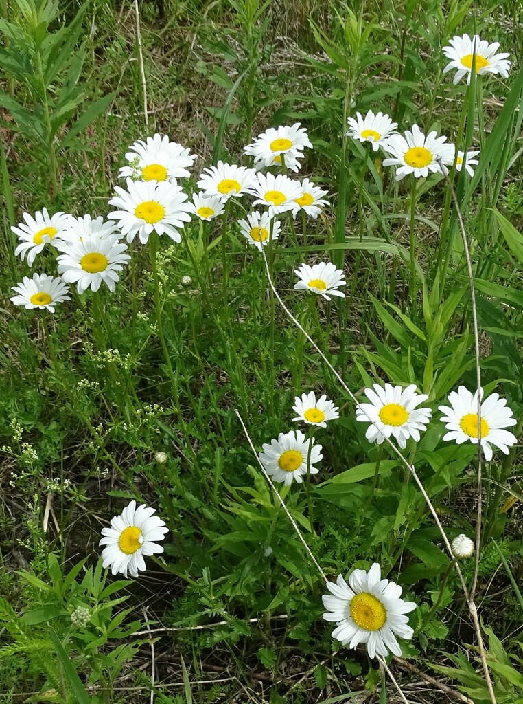 oxeye daisy from Stockbridge, VT, USA on June 10, 2022 at 10:57 AM by ...