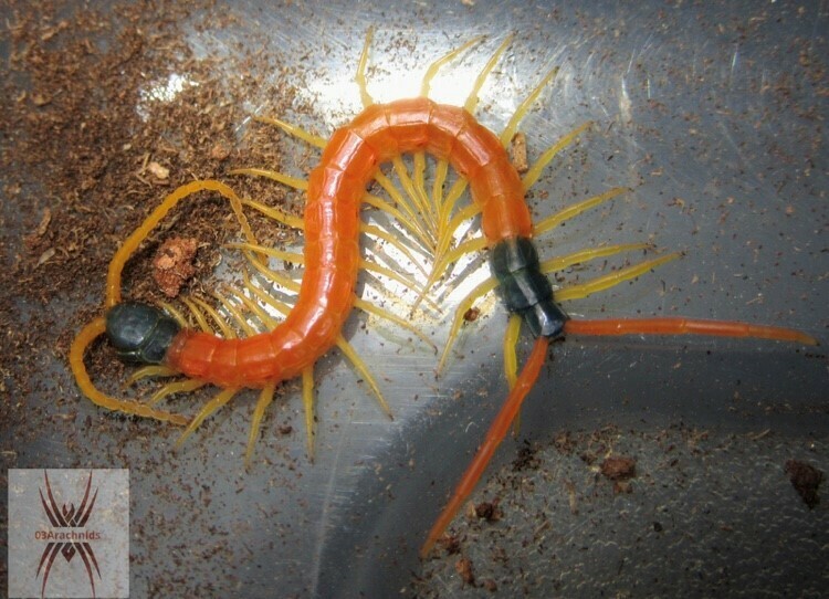 Giant Desert Centipede from Cochise County, AZ, USA on July 19, 2021 at ...