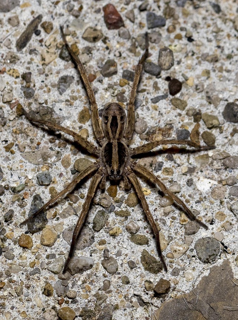 lance wolf spider from Centerville, OH, USA on July 20, 2022 at 10:03 ...