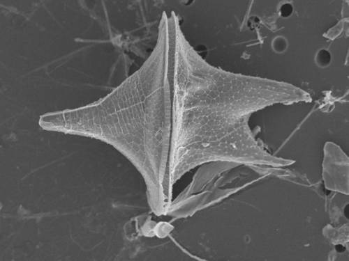 Protoperidinium oceanicum · NaturaLista Colombia