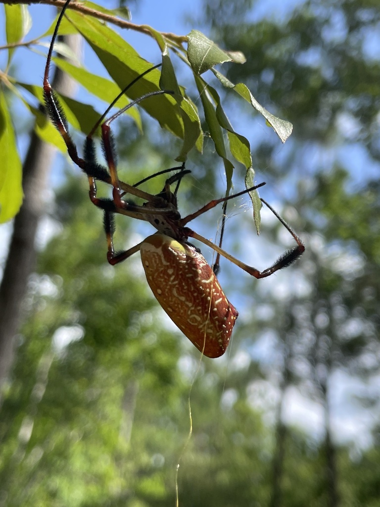 Golden Silk Spider from Bay Saint Louis, MS, US on July 21, 2022 at 10: ...