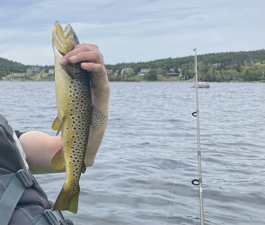 Brown Trout from Second Pond, St. John's, NL, CA on June 12, 2022 at 12 ...
