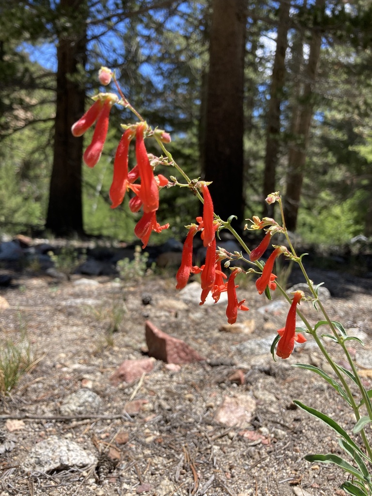 Bridges' penstemon from Inyo National Forest, Bishop, CA, US on July 22 ...