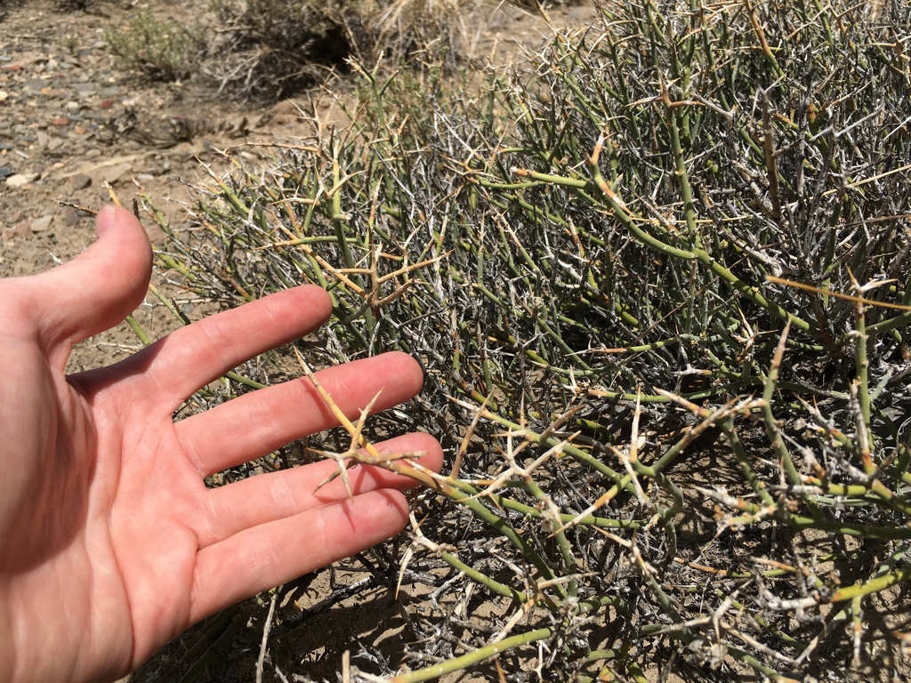 Spiny Menodora from Inyo County, CA, USA on July 21, 2022 at 01:41 PM ...