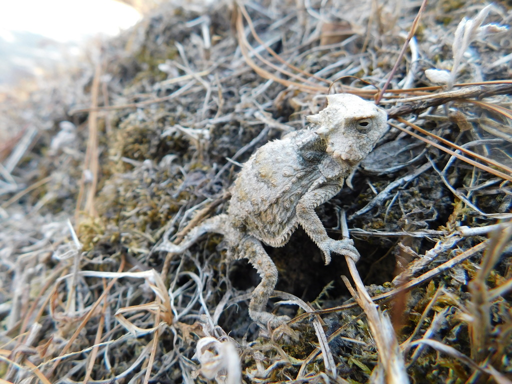 Short-tail Horned Lizard from Cam. a la Universidad S/N, 68725 Ixtlán ...