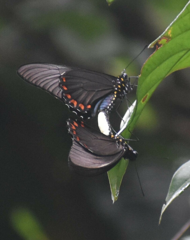 Cramer's Swallowtail from Panama City, Panama on June 18, 2022 at 11:55 ...