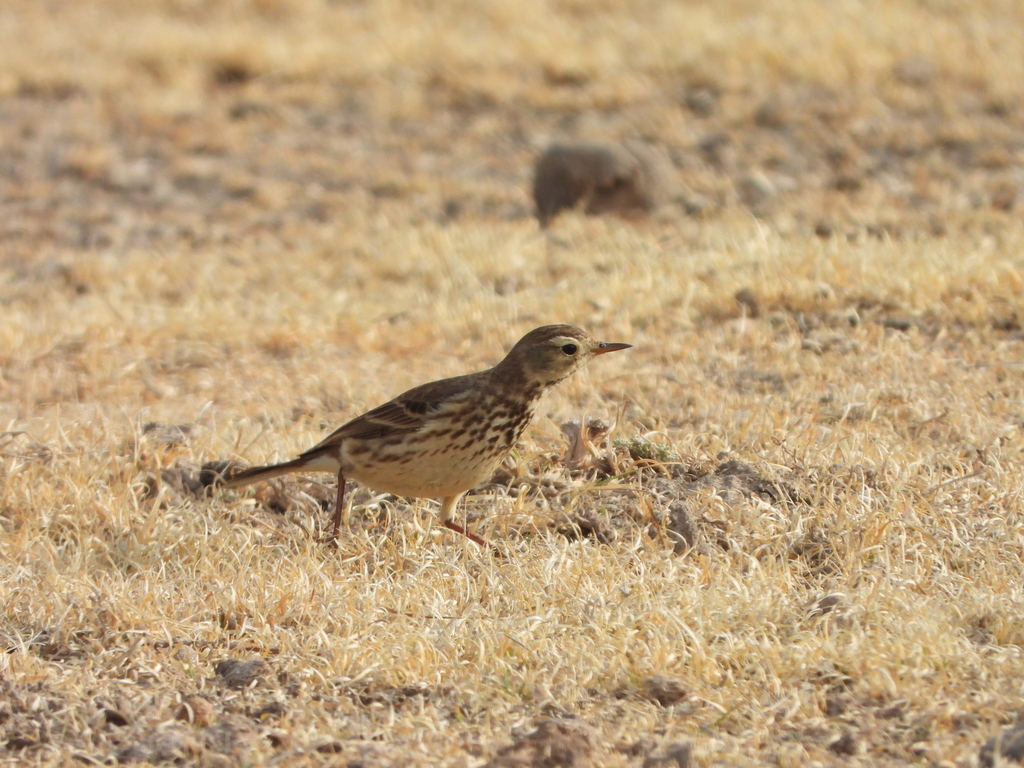 American Pipit from El Salvador, Zac., México on February 25, 2022 at ...
