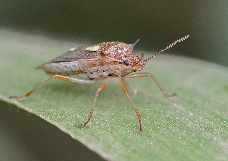 Oebalus ypsilongriseus (De Geer, 1773)