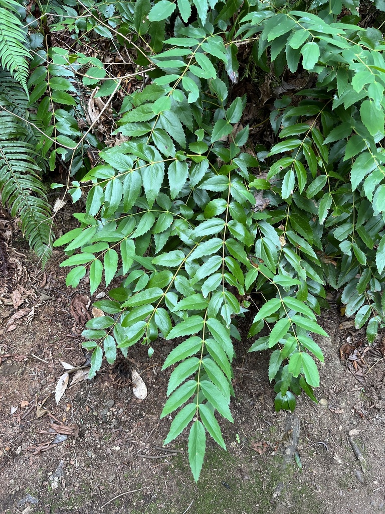 Cascade Oregon-grape from NE State Highway 104, Poulsbo, WA, US on July ...