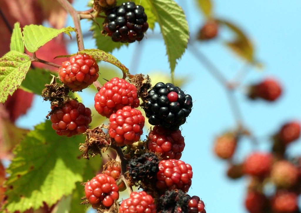 Rubus sp. (TVA, White's Creek Small Wild Area, Plants) · iNaturalist