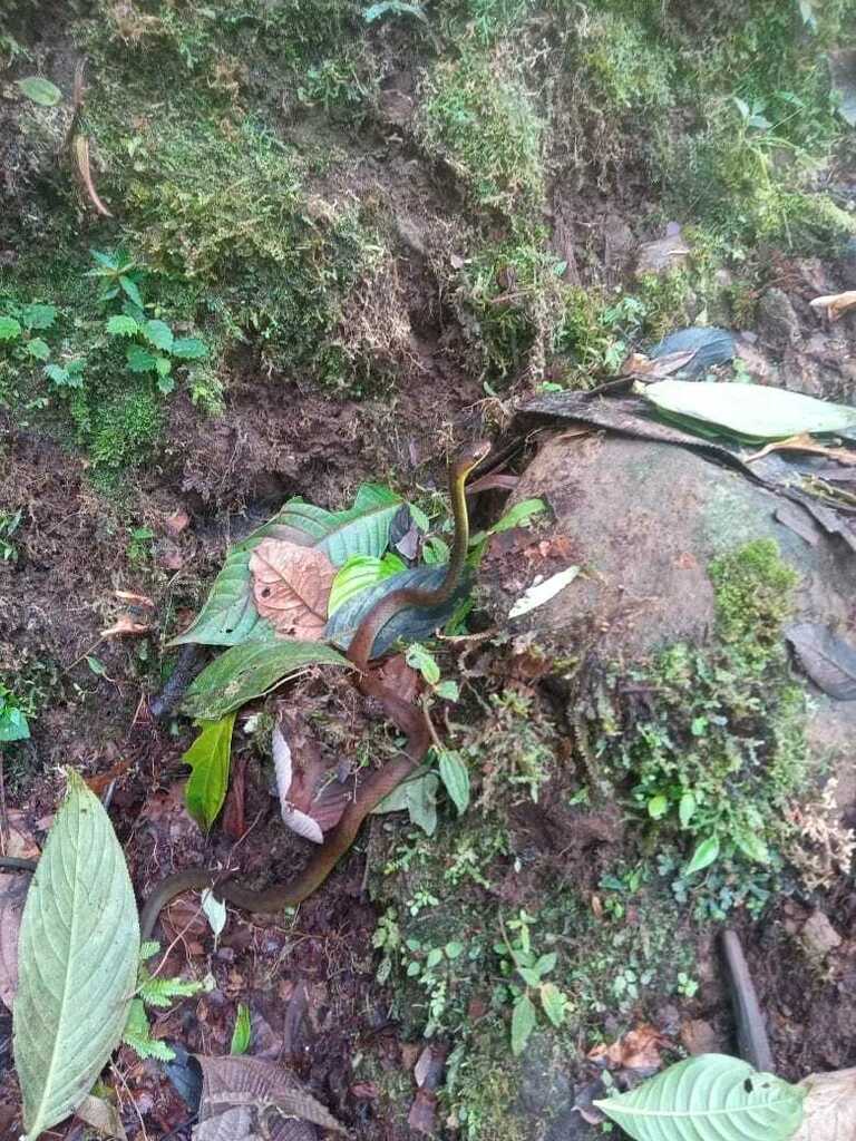 Cadle's Forest Racer from Reserva ProAves El Pangan on July 22, 2022 at ...