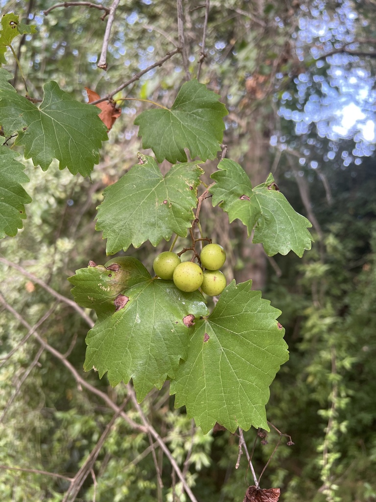 muscadine from Mountain View Park, Clemson, SC, US on July 22, 2022 at 07:48 PM by dkarig ...