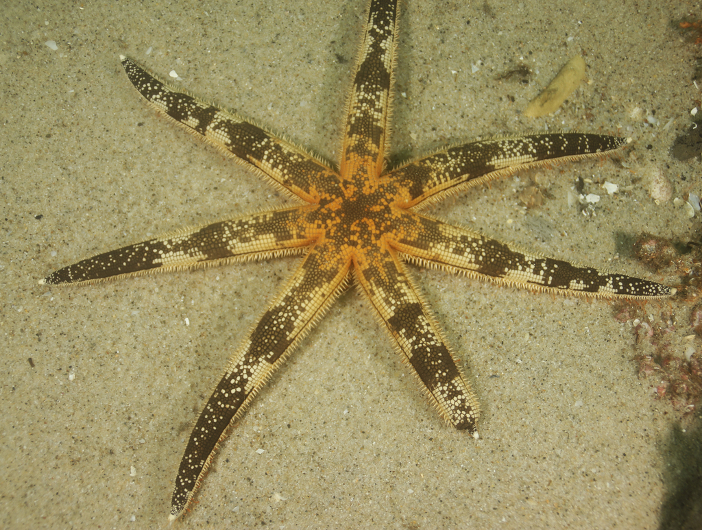 southern sand star (Marine invertebrates of Randwick costal area ...