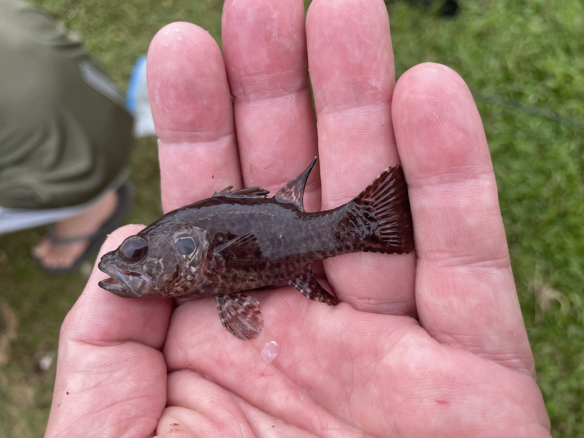Fowleria variegata (Valenciennes, 1832)