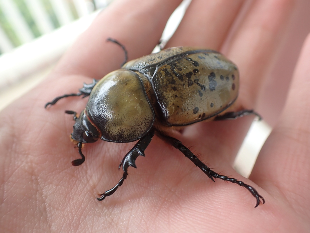 Eastern Hercules Beetle from South Cleveland, TN, USA on July 13, 2022 ...