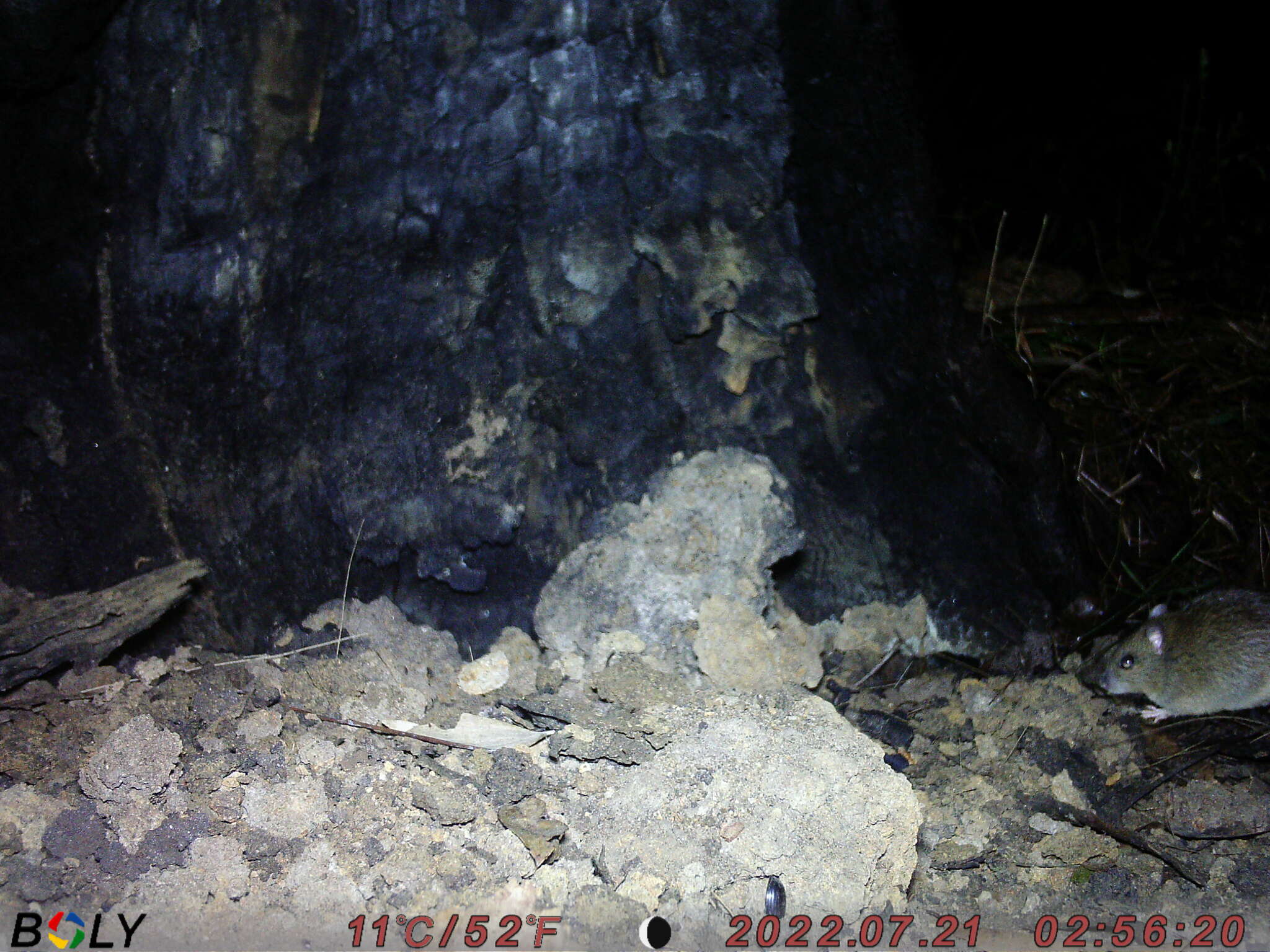 Rattus tunneyi (Thomas, 1904)