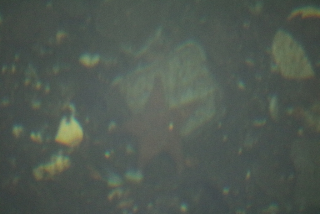 Valvatidan Sea Stars from Ketchikan, AK 99901, USA on July 19, 2022 at ...