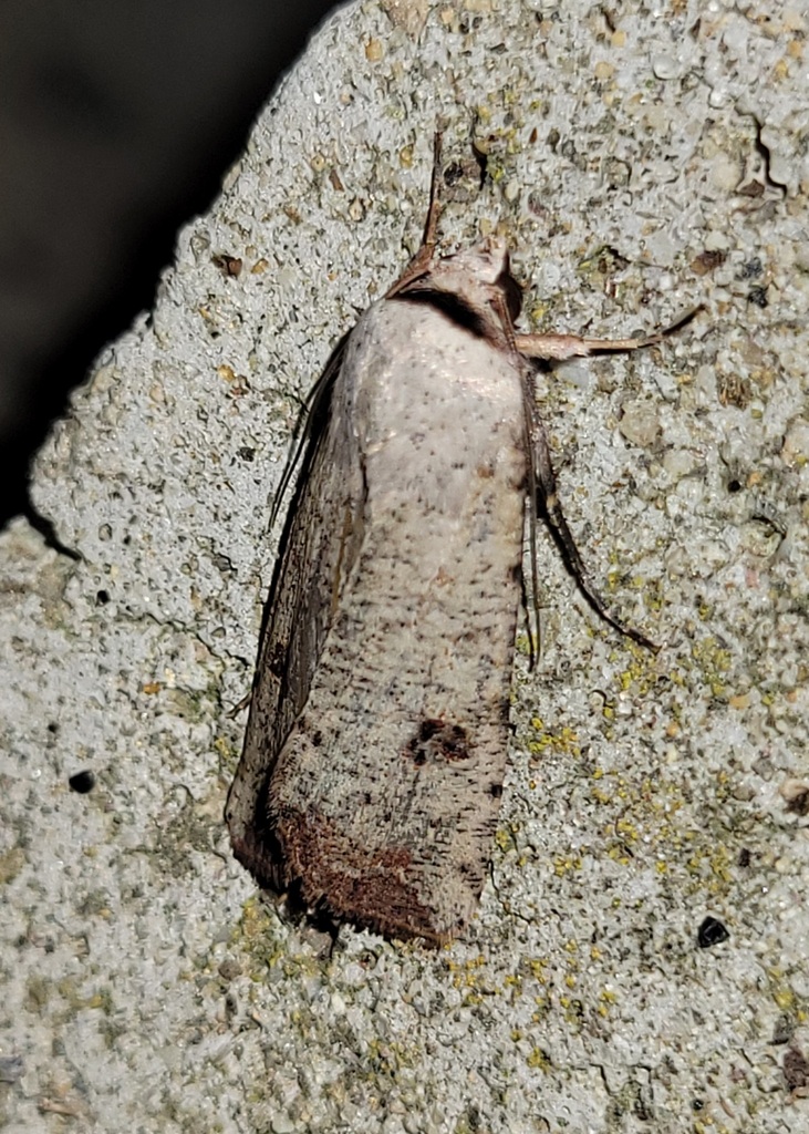 Green Cutworm Moth from Sleeping Giant State Park, tower summit, New ...