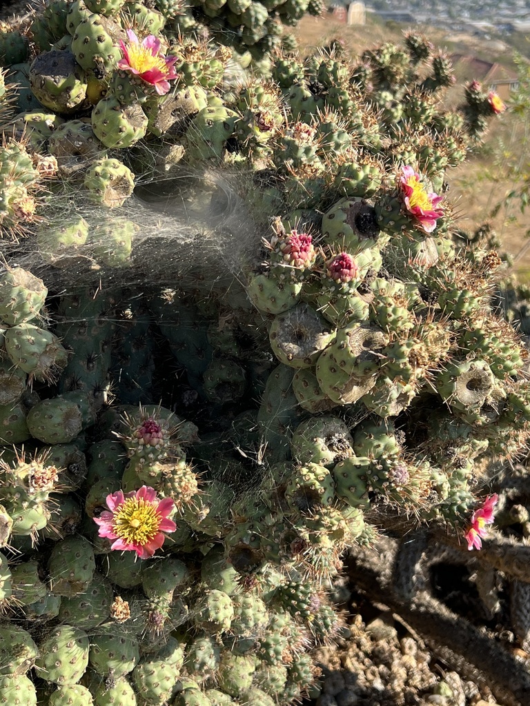 Coast Cholla from Highview Ln, Spring Valley, CA, US on July 22, 2022 ...