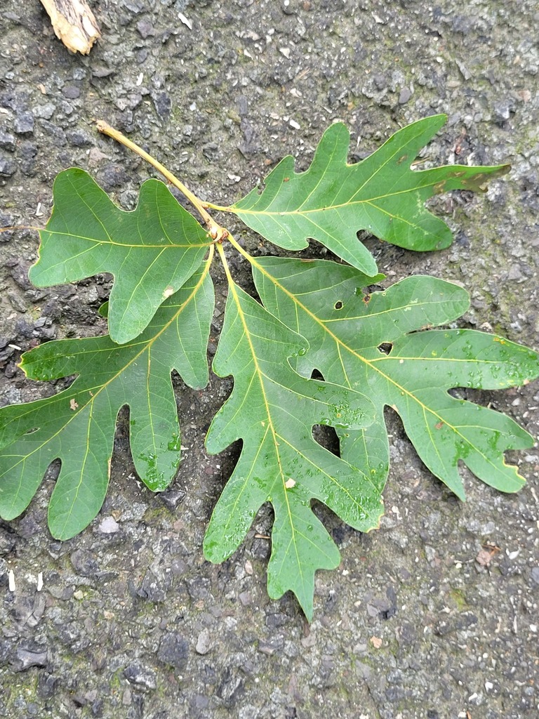 white oak from Charles, Maryland, United States on July 7, 2022 at 10: ...