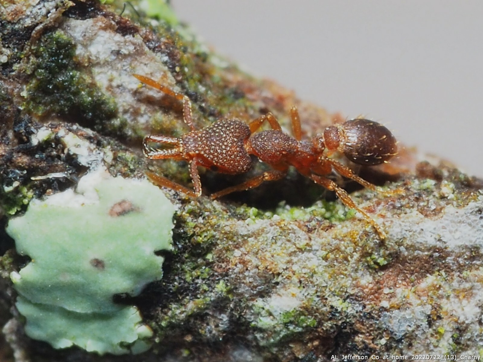 Strumigenys louisianae Roger, 1863