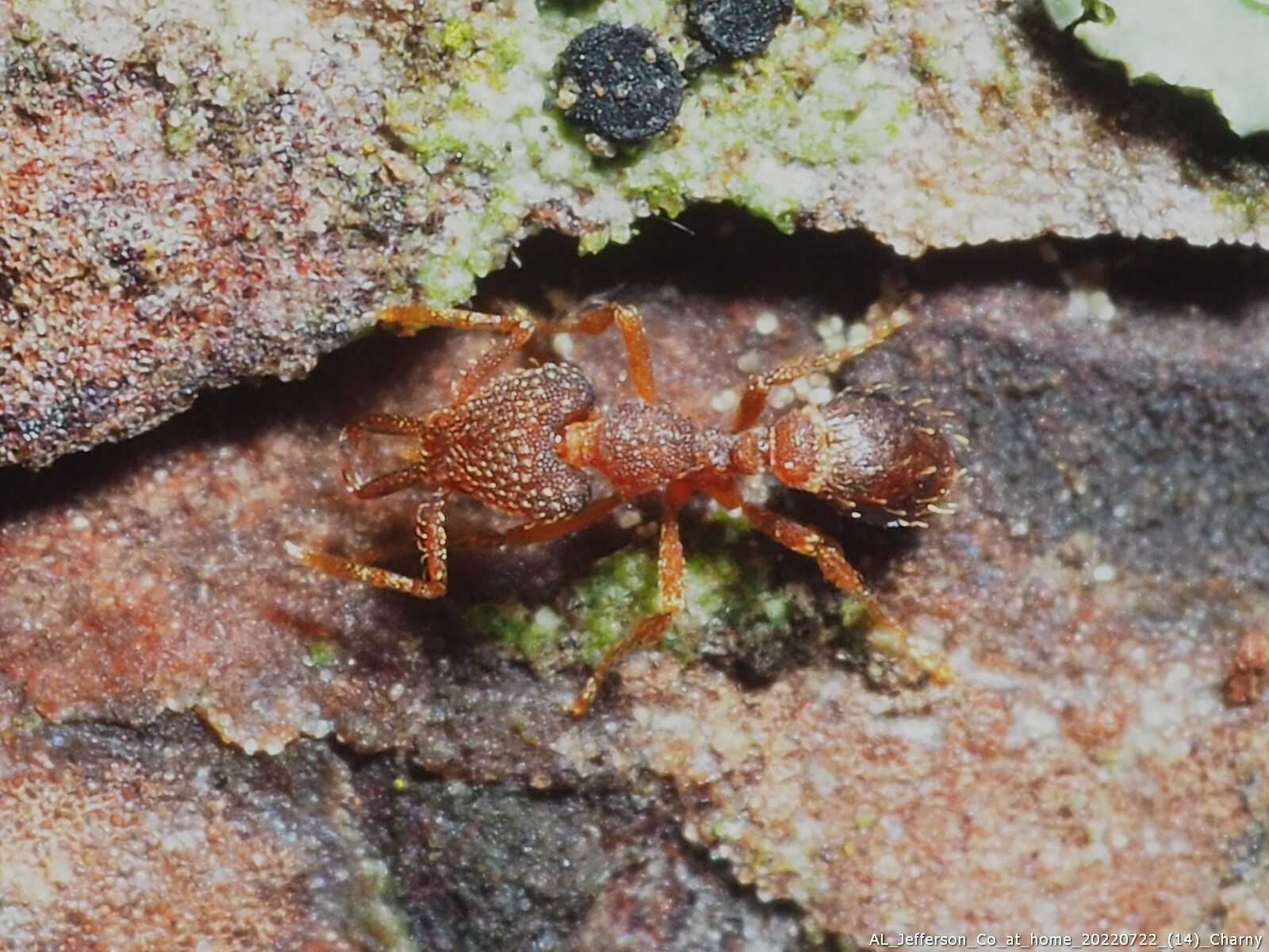 Strumigenys louisianae Roger, 1863