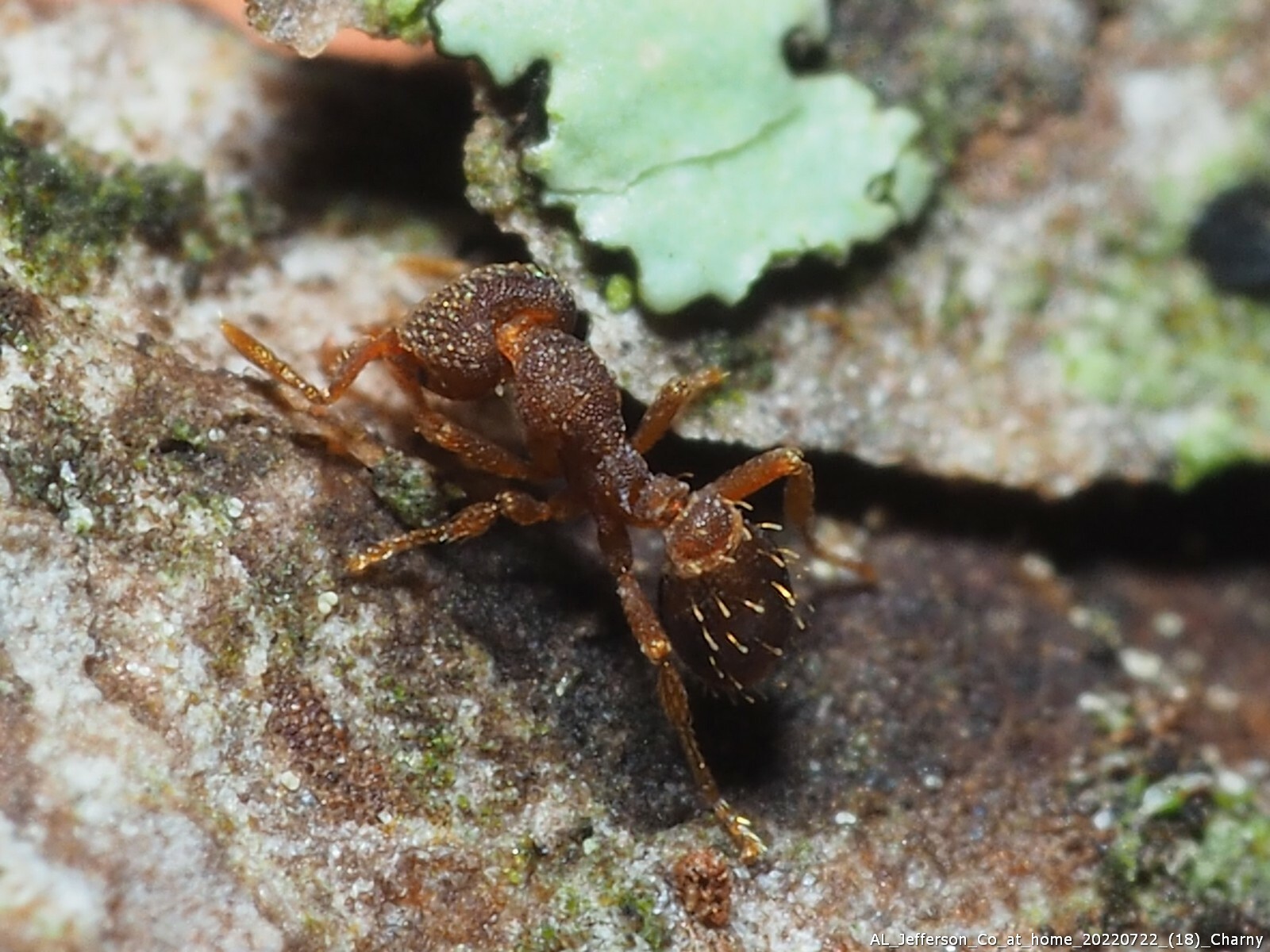 Strumigenys louisianae Roger, 1863