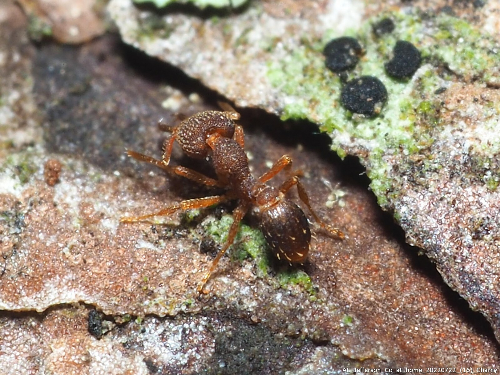 Strumigenys louisianae Roger, 1863