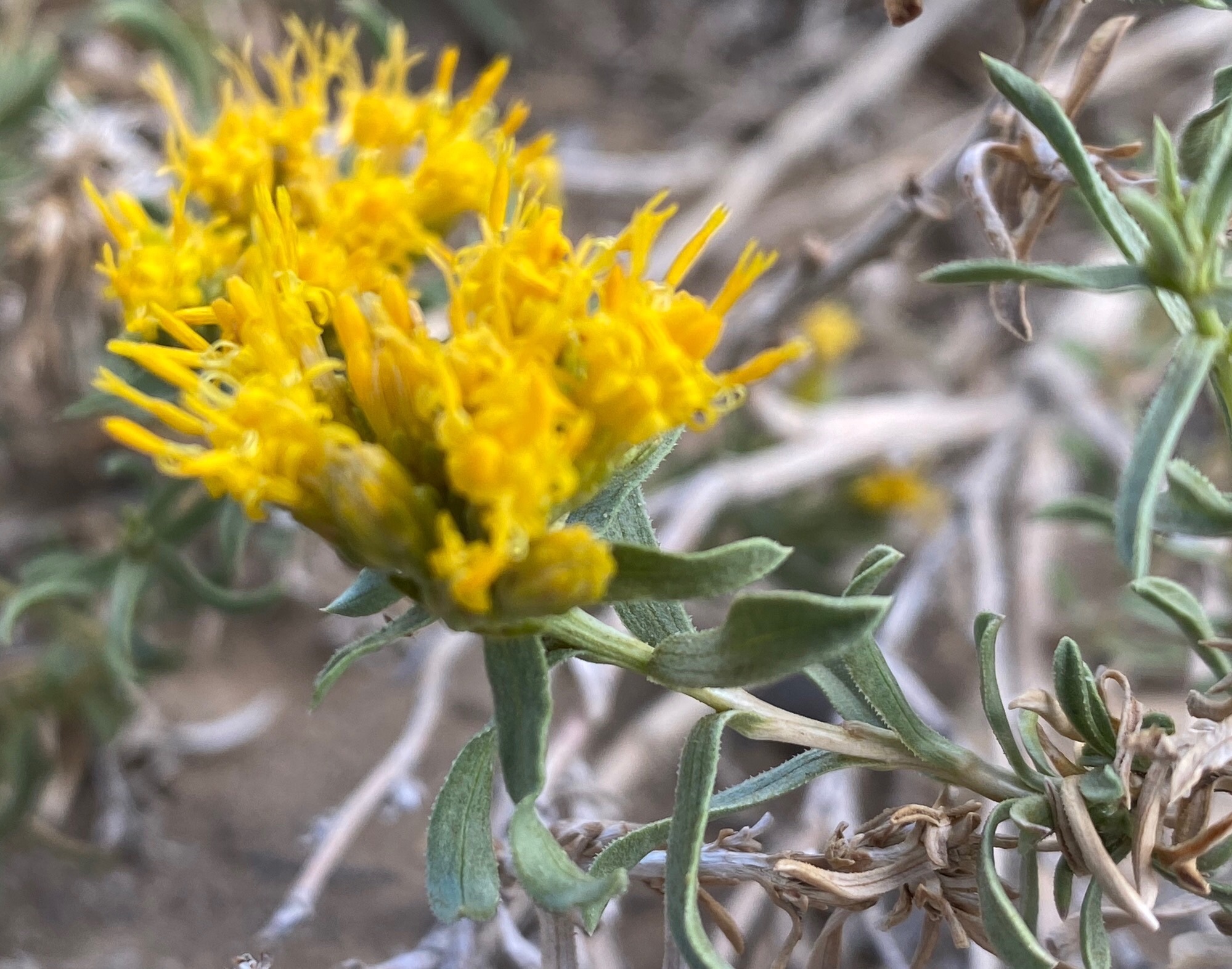 Chrysothamnus viscidiflorus subsp. viscidiflorus
