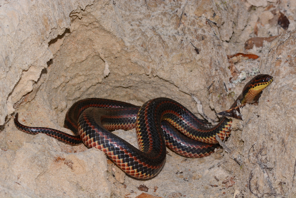Rainbow Snake in May 2020 by Ashley Bosarge · iNaturalist
