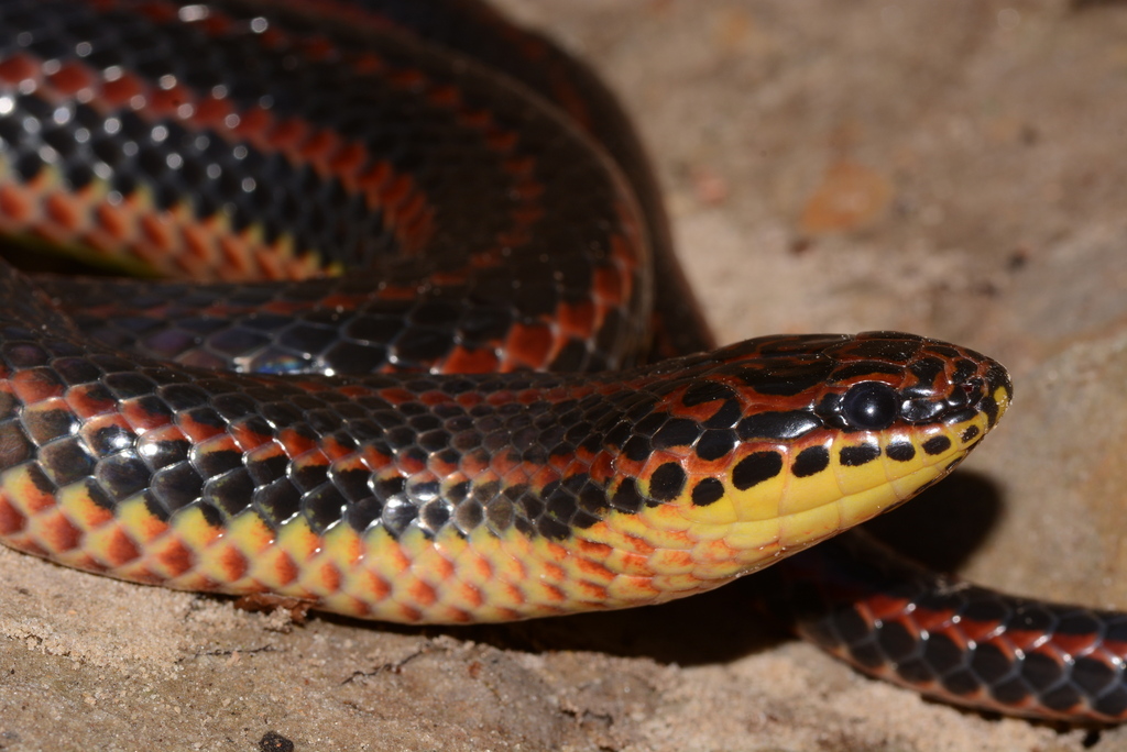 Rainbow Snake (Farancia erytrogramma) - Snakes and Lizards