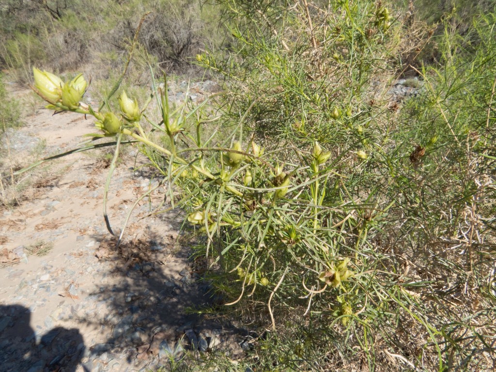 Craspedolepta lapsus from Maricopa County, AZ, USA on July 19, 2018 at ...