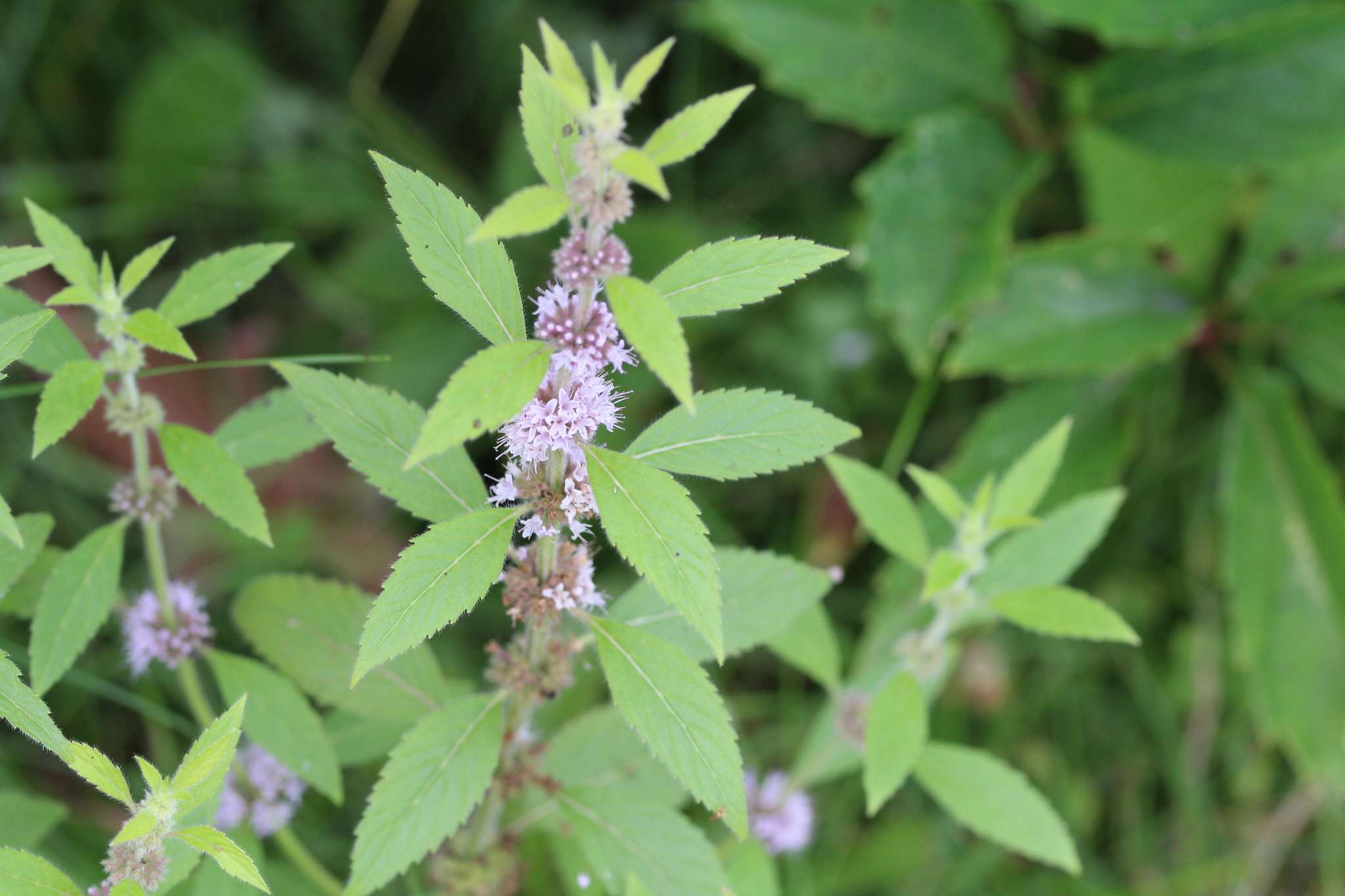Mentha canadensis L.