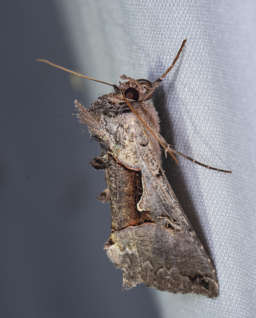 Large Looper Moth from 4244 Emerson Rd, Duluth, MN 55803, USA on July ...