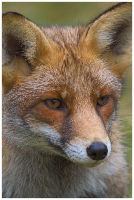 Red Fox (Carmacks BioBlitz) · iNaturalist