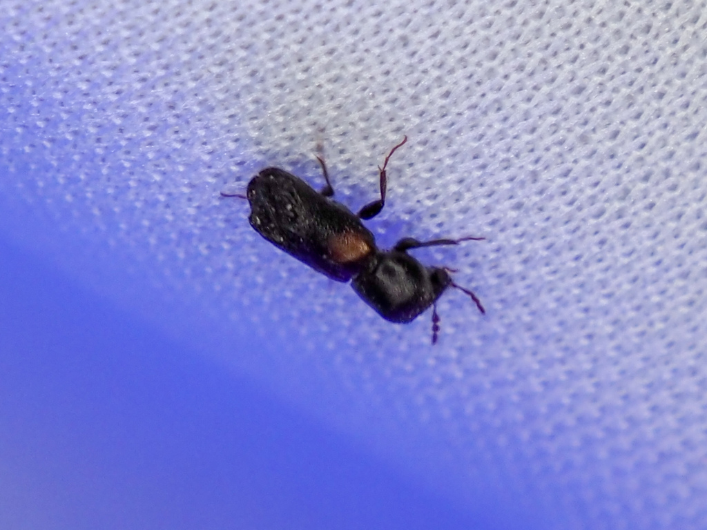Red-shouldered Bostrichid from Windsor Park, Austin, TX, USA on July 22 ...