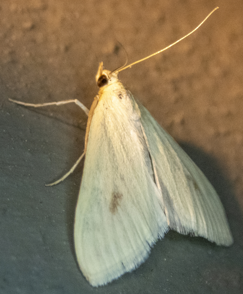 Carrot Seed Moth from Shepard Settlement, Onondaga County, NY, USA on ...