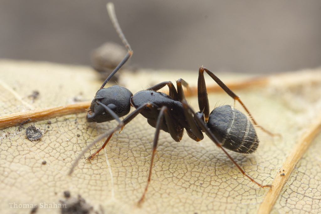 Eastern Black Carpenter Ant in July 2022 by Thomas Shahan · iNaturalist