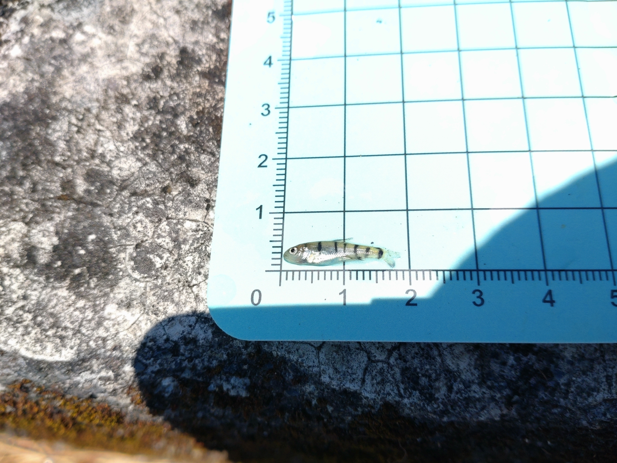 Acrossocheilus paradoxus (Günther, 1868)